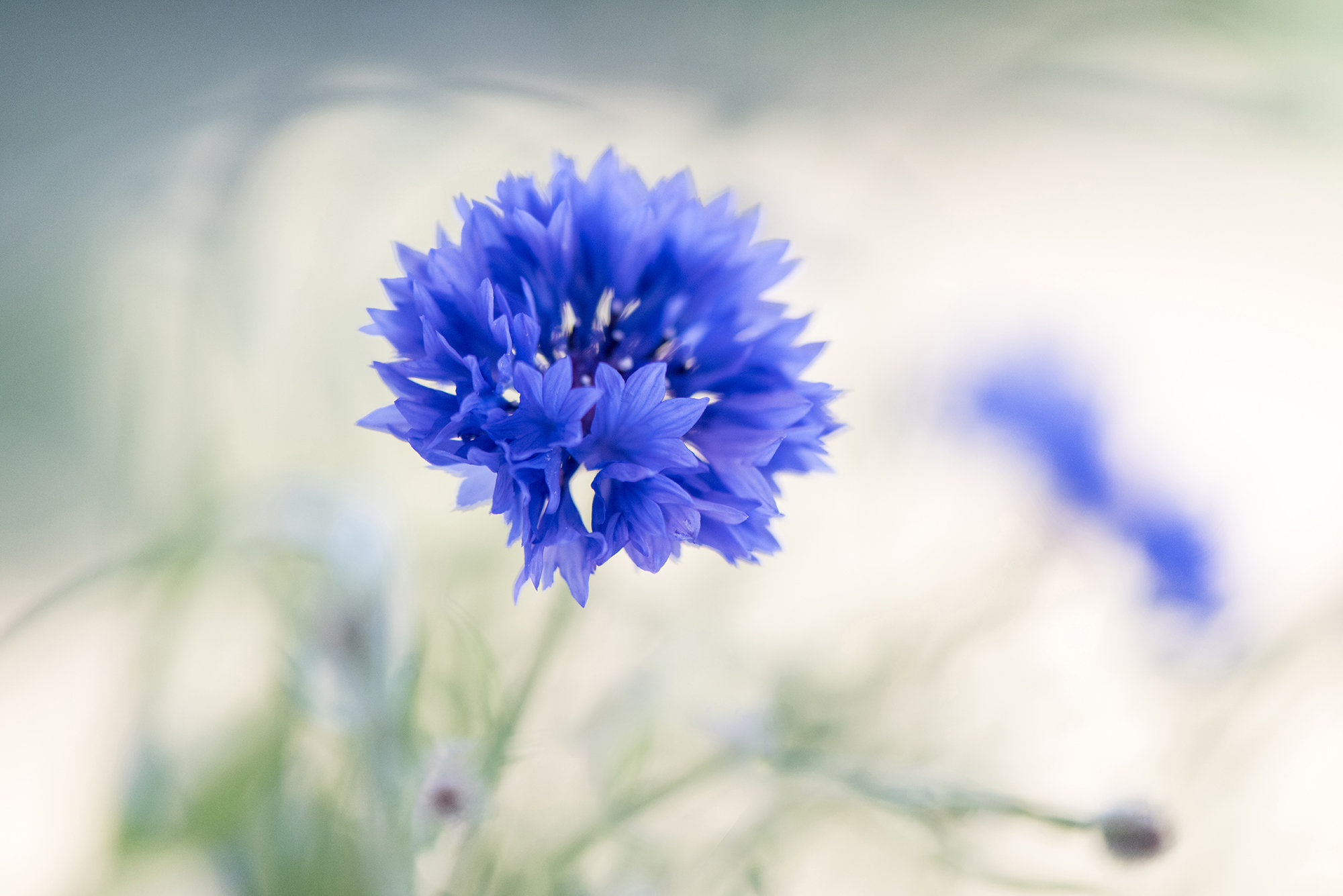 FLOWER GALLERY | Susan Phelps flower photography | Wokingham