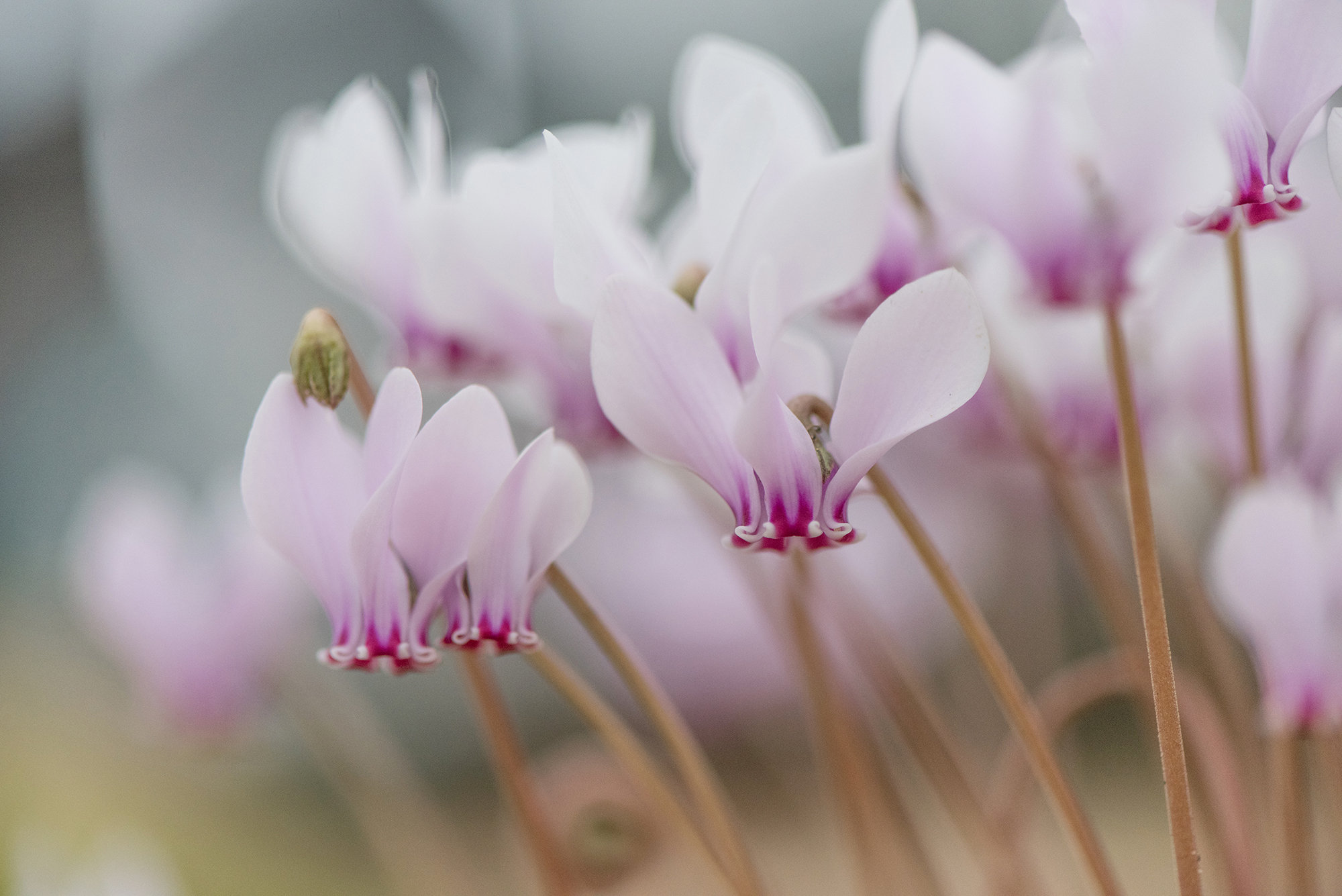 FLOWER GALLERY | Susan Phelps flower photography | Wokingham