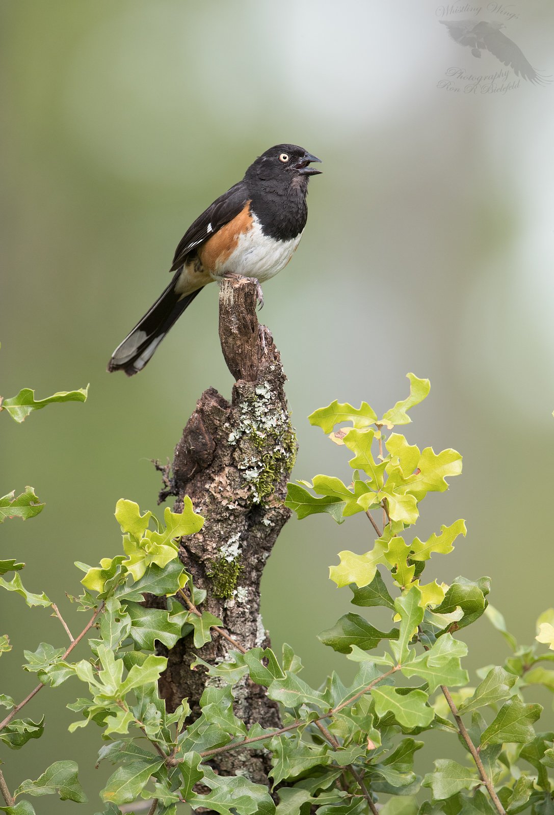 Songbirds - Whistling Wings Photography