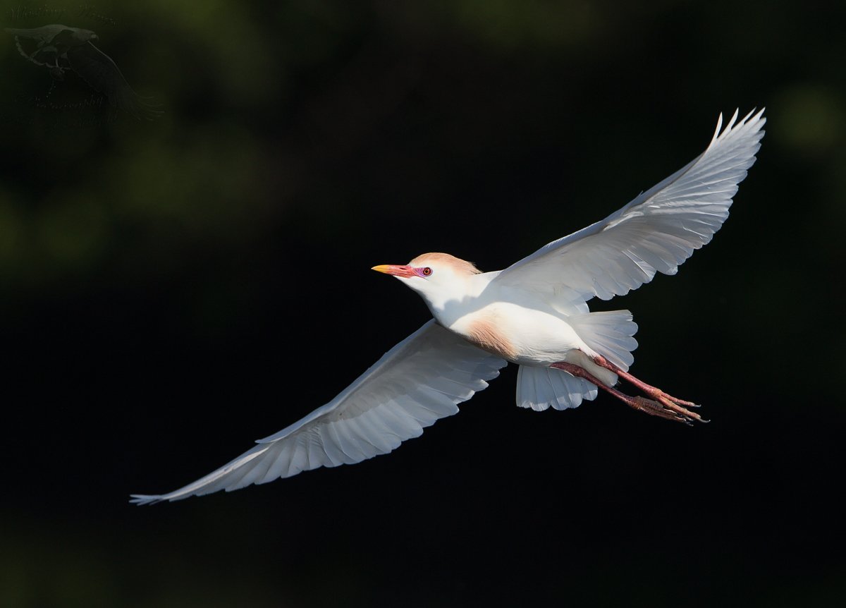 Wading Birds - Whistling Wings Photography