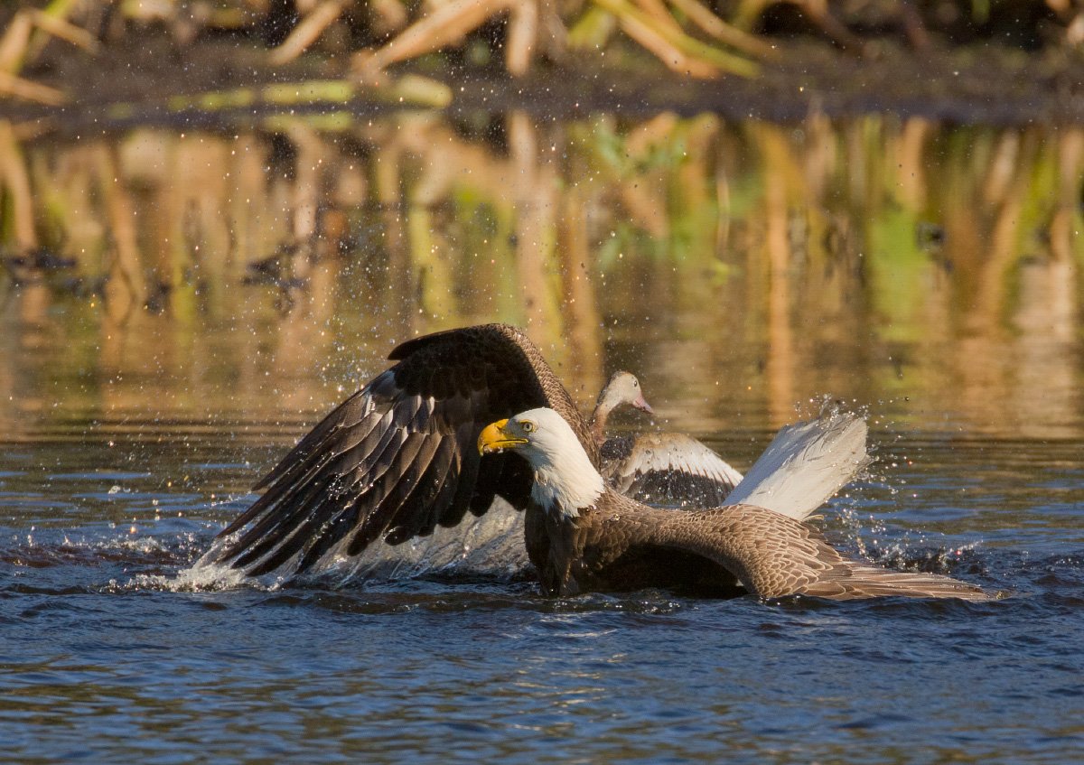 Raptors - Whistling Wings Photography