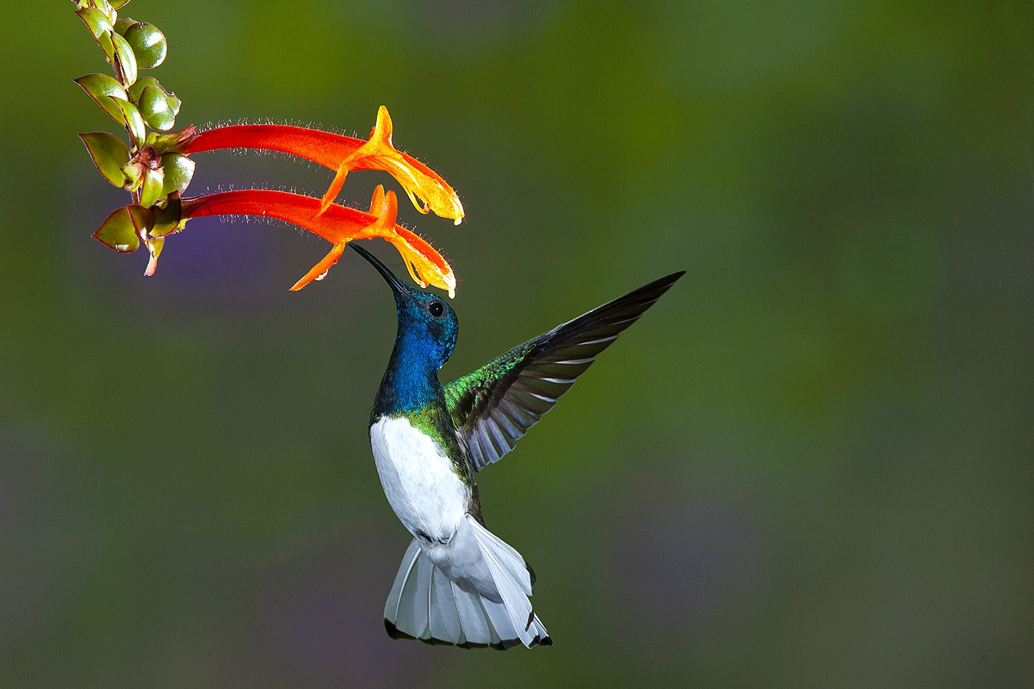 New World Rainforest - Jim Zuckerman photography & photo tours