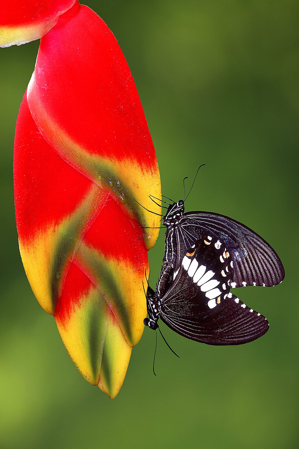 Background considerations - Jim Zuckerman photography & photo tours