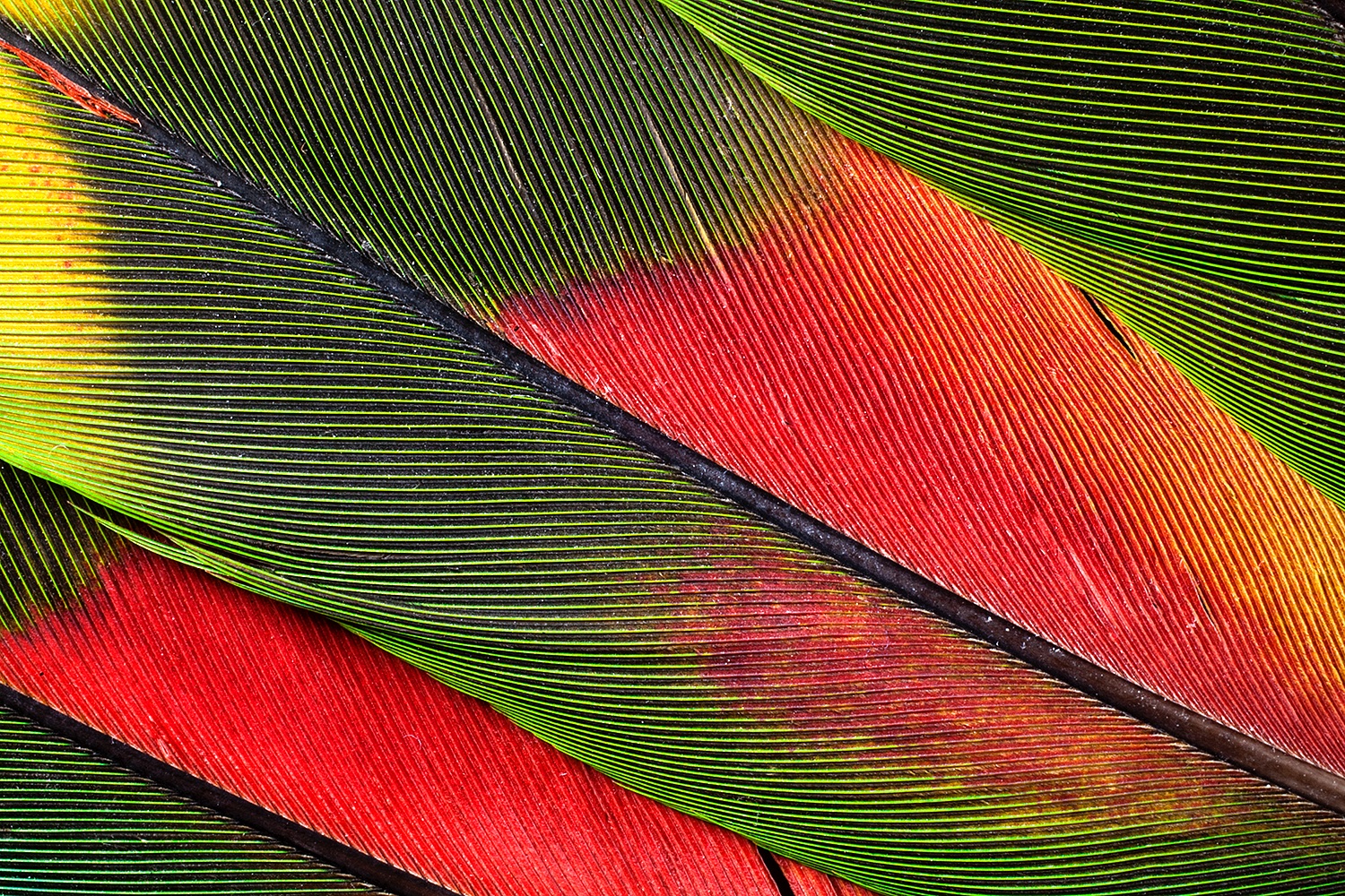 Patterns of Nature - Jim Zuckerman photography & photo tours