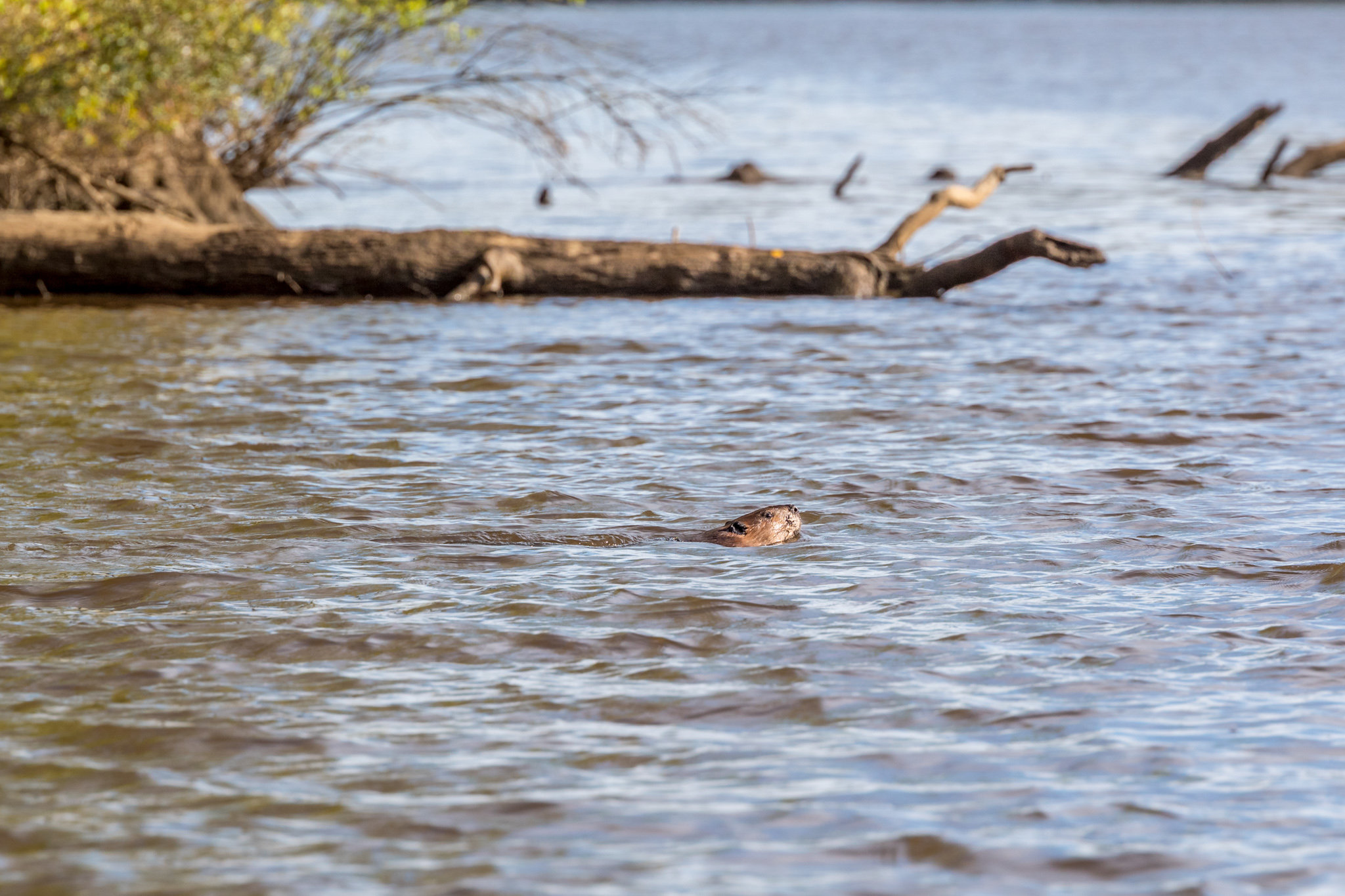 Covid-19 Quarantine fishing and photography – 4.19.2020 - Kimberly A ...
