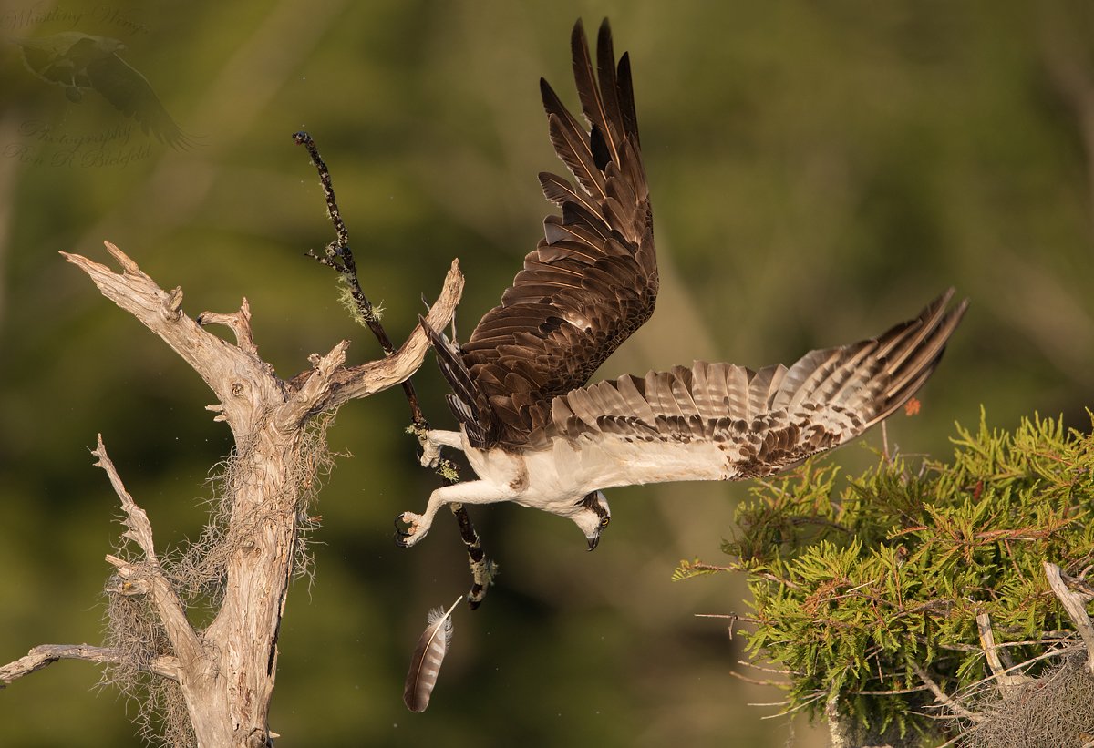 Raptors - Whistling Wings Photography