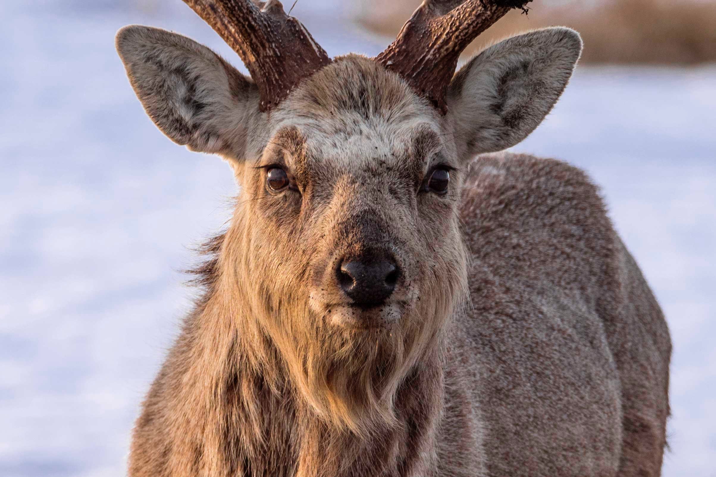 Wildlife of Japan Photography Gallery | Blain Harasymiw Photography