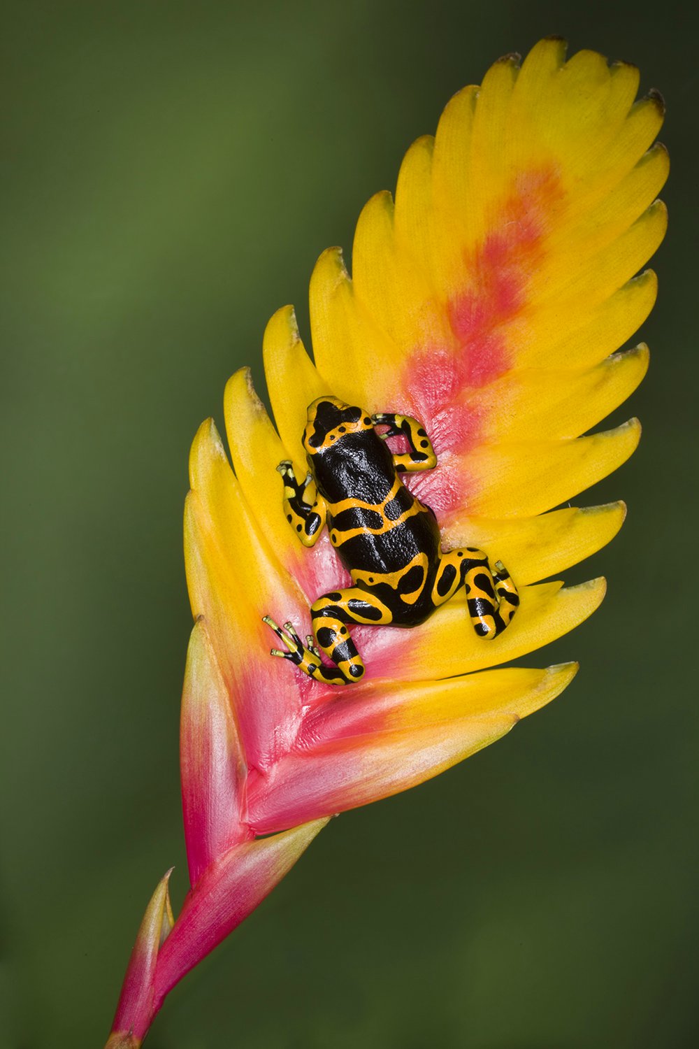 Lovable Frogs - Jim Zuckerman photography & photo tours