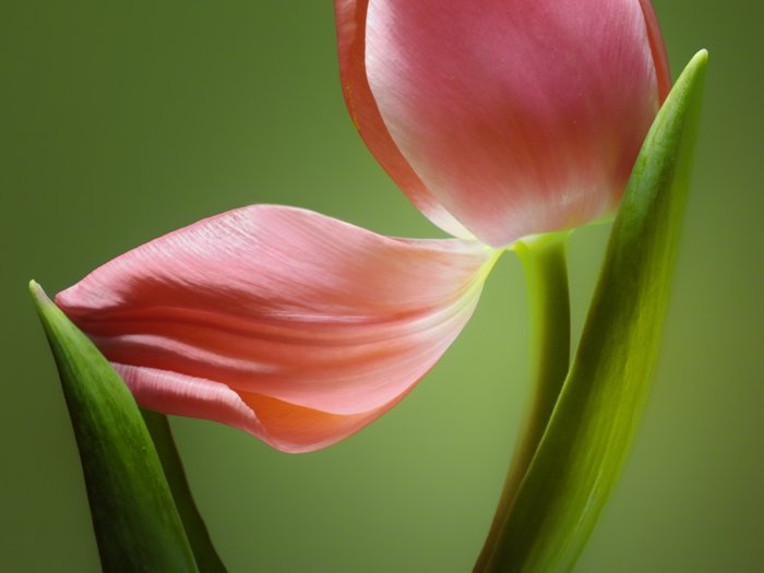 Flowers by Mike Moats | Award Winning Macro Photographer | Sterling, MI