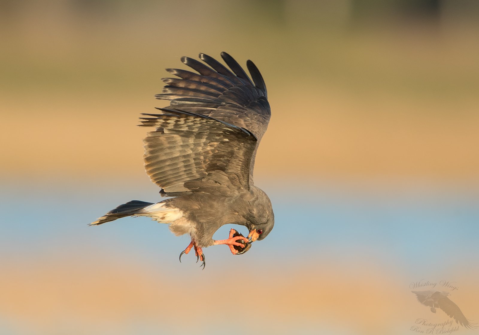 Snail Kites - Whistling Wings Photography