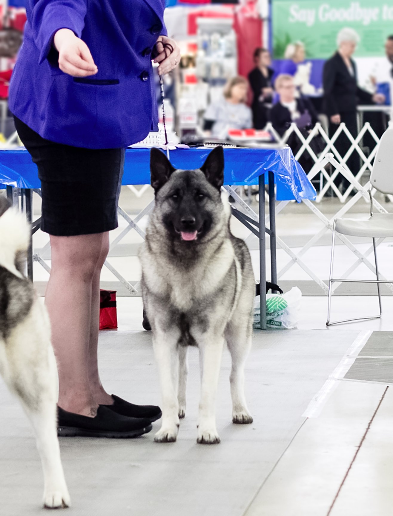 Dog Show Ringside Movement Pictures - Mandy Smithers Photography