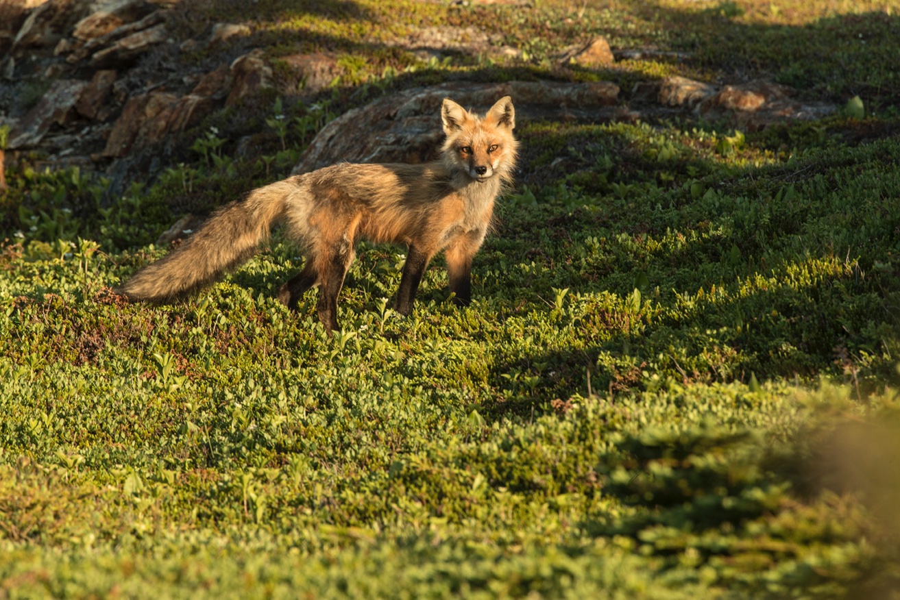 A red fox in sunset light - Jim Zuckerman photography & photo tours