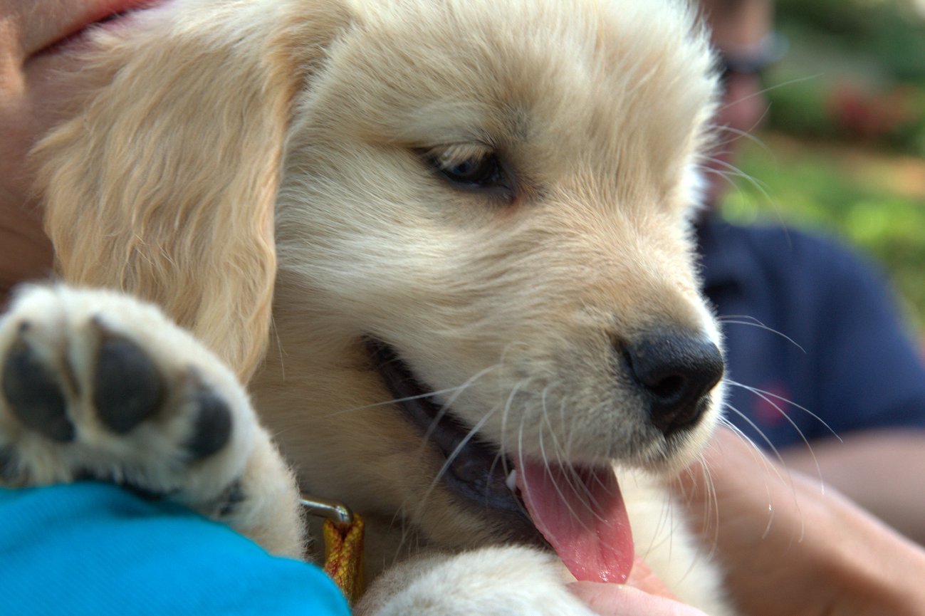 At Home with the Dogs: Bringing Nutmeg Home - Peppercornimages Blog