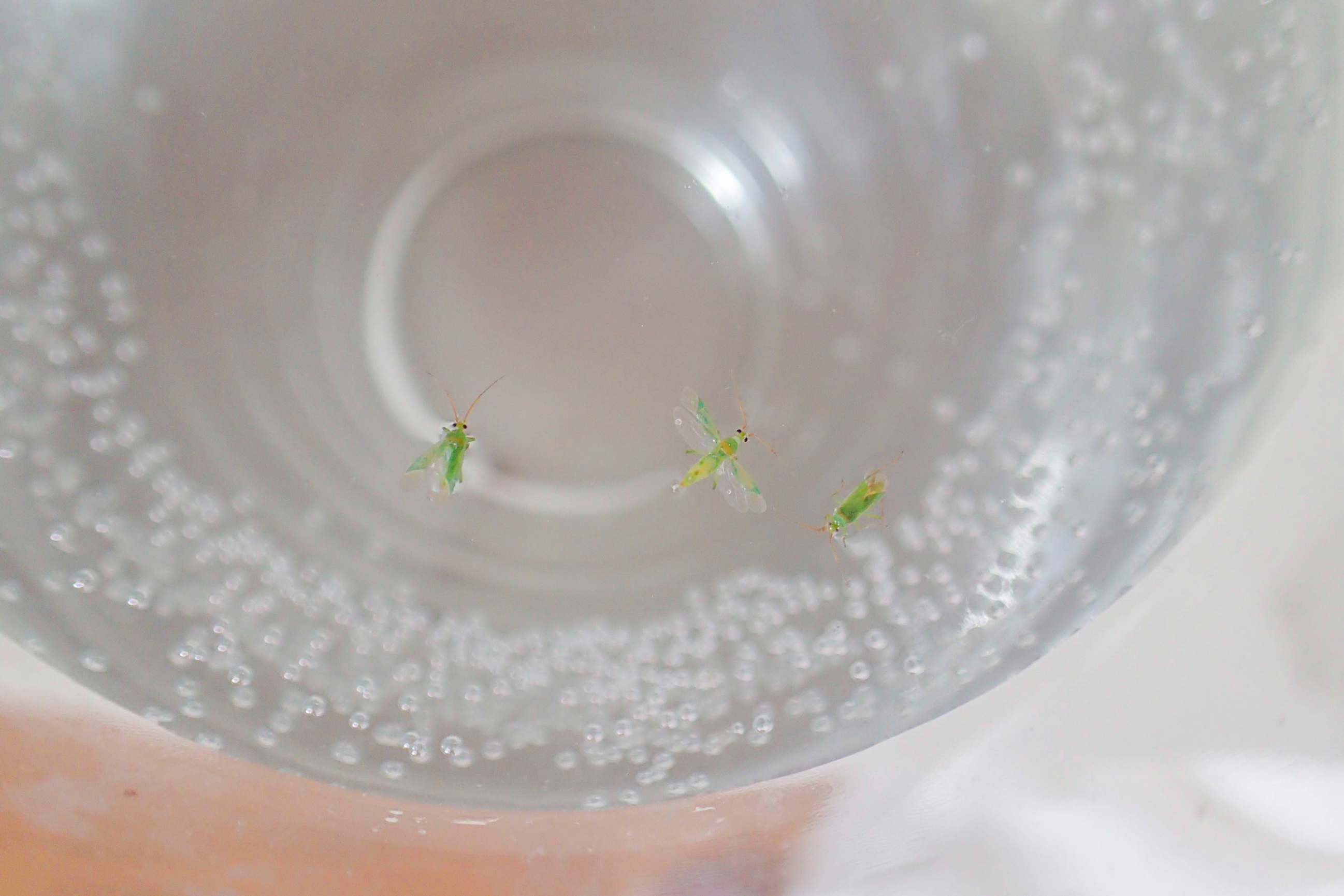 Extra Protein - Kirsten Murphy Photography