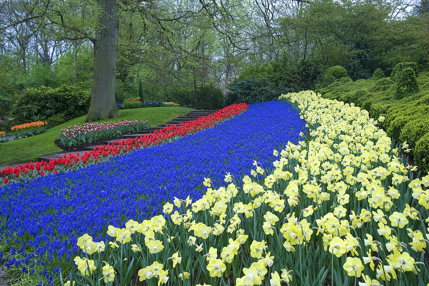 Keukenhof Gardens - Jim Zuckerman photography & photo tours
