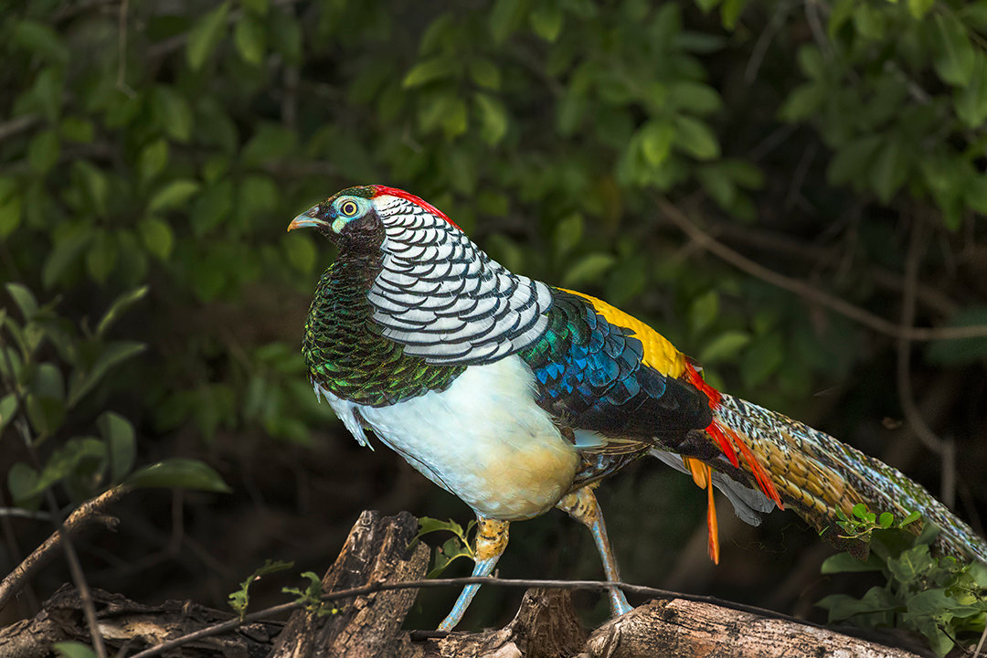 Birds - Jim Zuckerman photography & photo tours