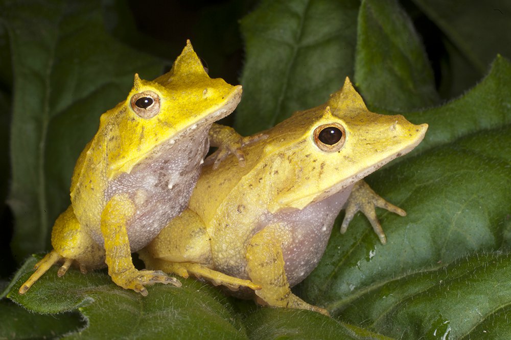 Lovable Frogs - Jim Zuckerman photography & photo tours