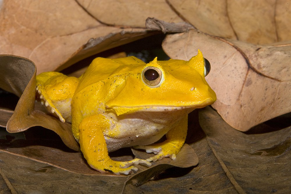 Lovable Frogs - Jim Zuckerman photography & photo tours