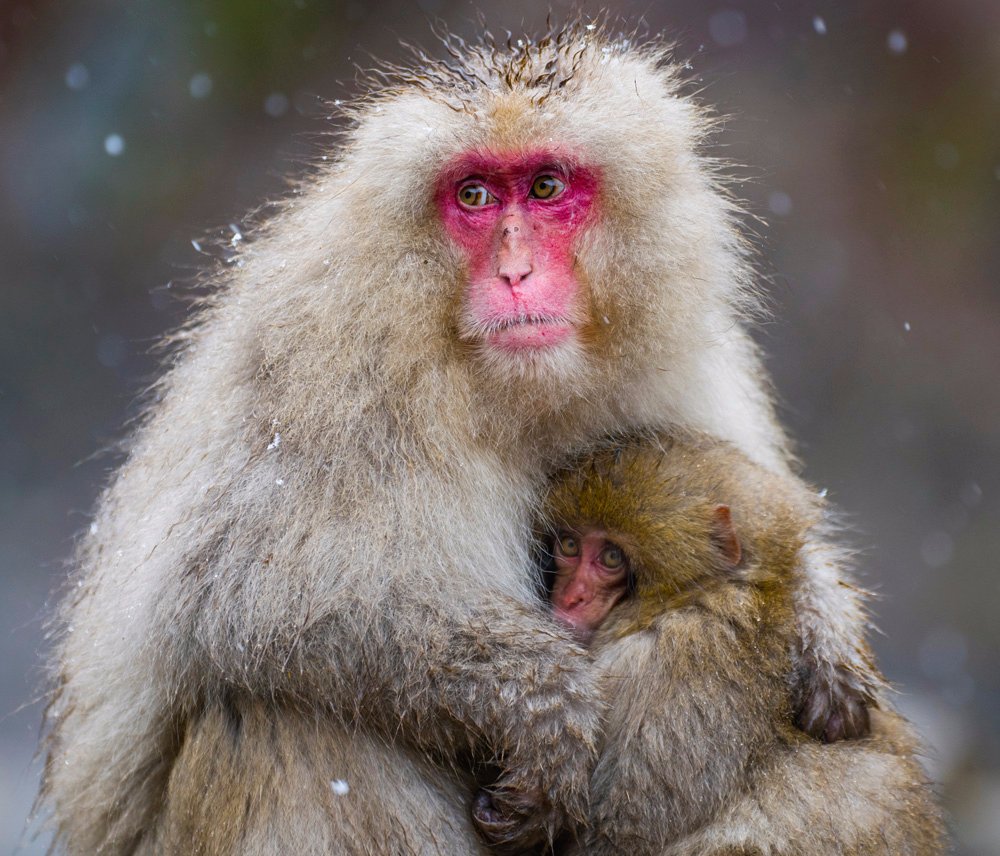 Feb 3-10, 2019 Mt. Fuji Snow Monkey & Landscape - Blain Harasymiw ...