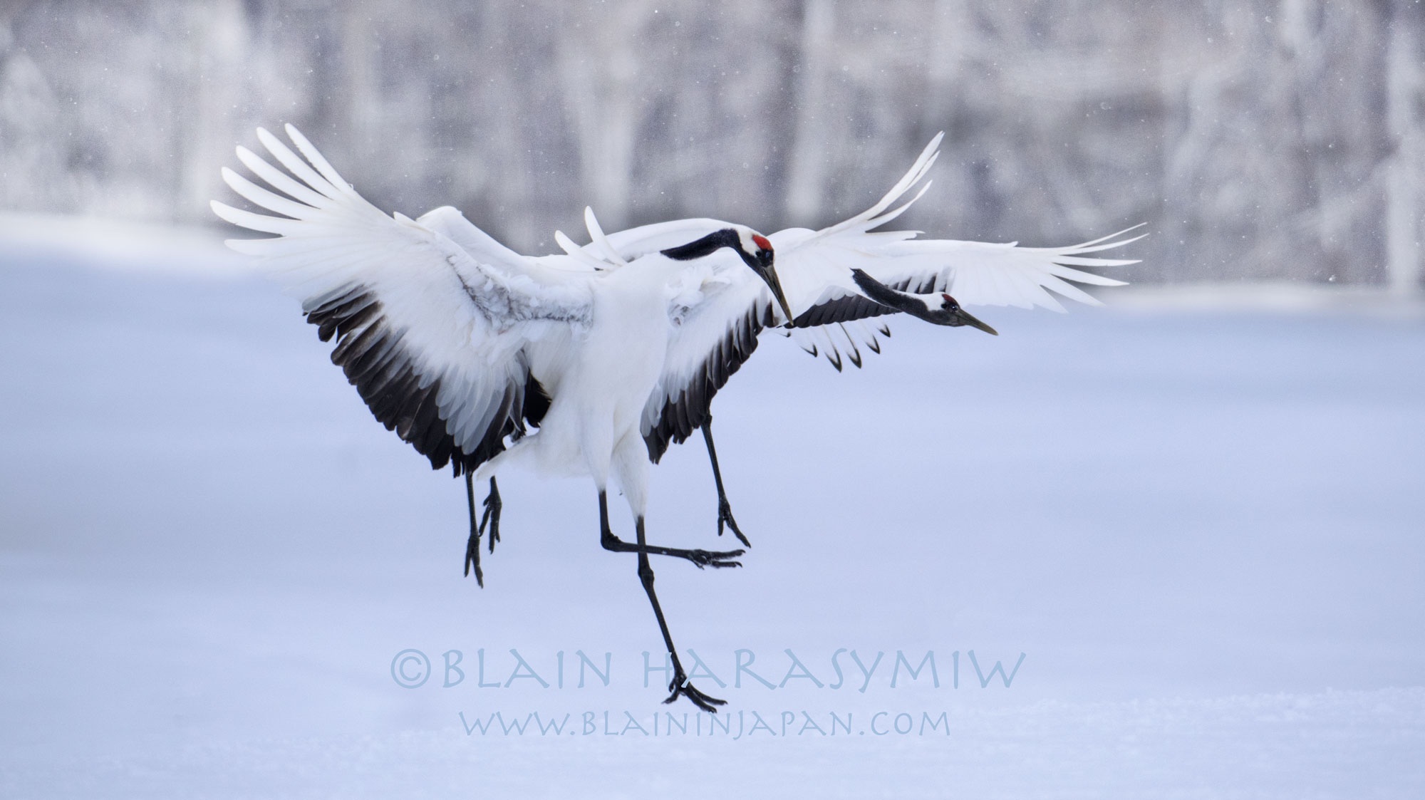 The Endangered Red Crowned Crane - Blain Harasymiw Photography