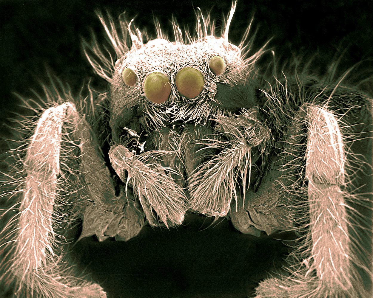 Scanning Electron Microscope - Jim Zuckerman photography & photo tours