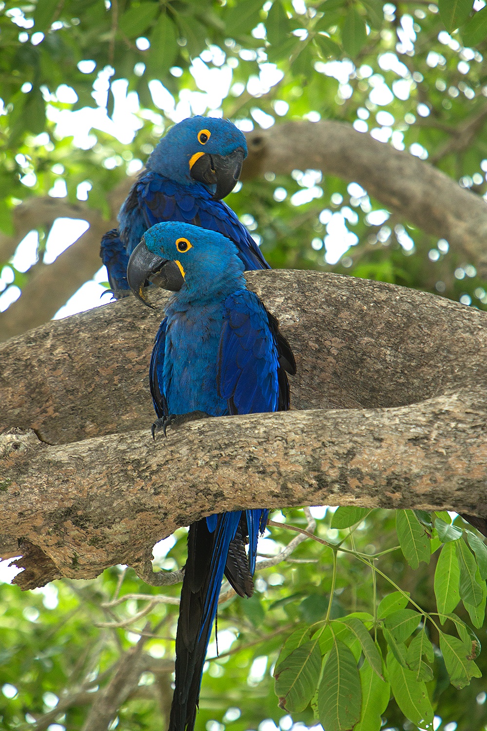 Pantanal - Jim Zuckerman photography & photo tours