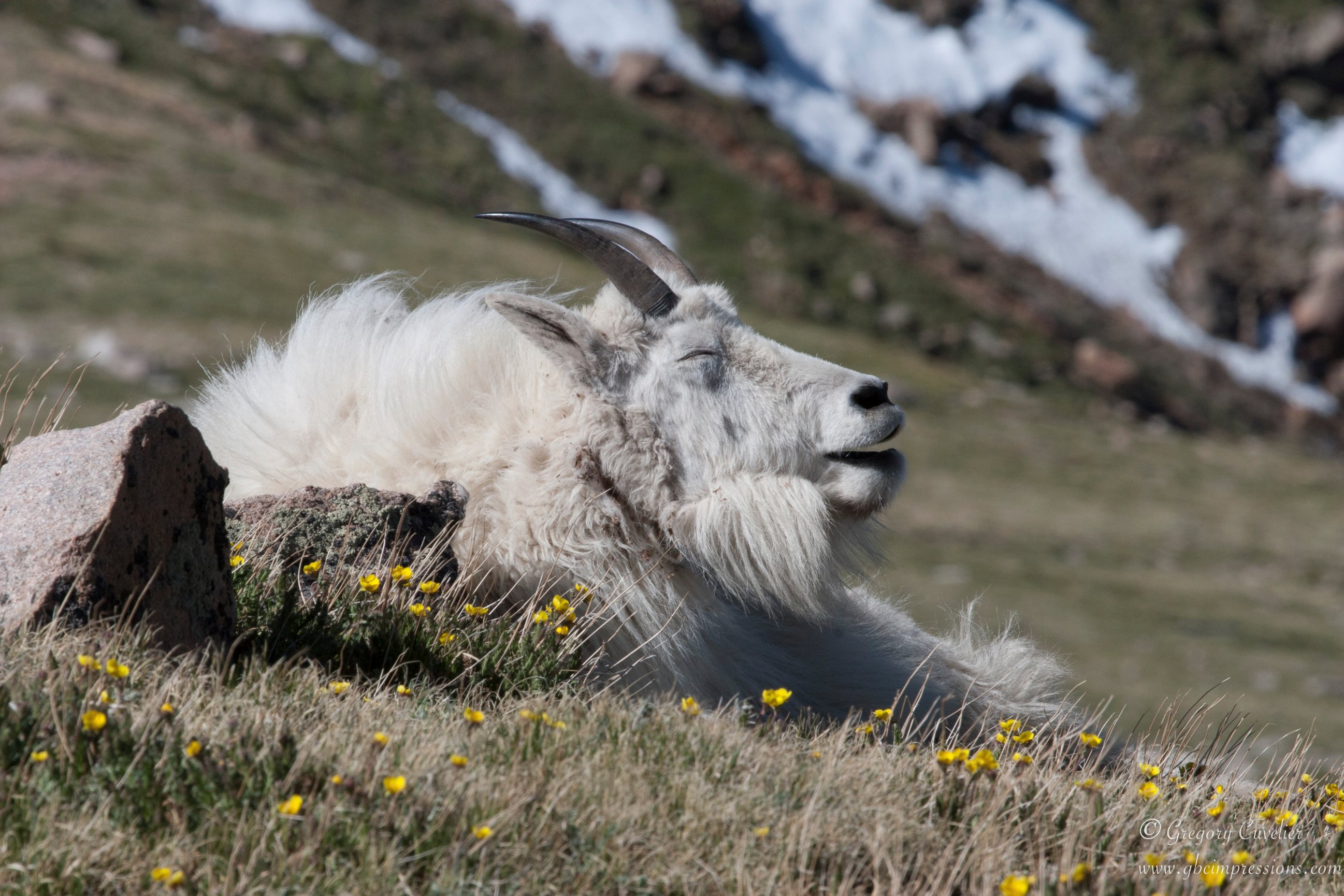 Wildlife Photography Gallery | GBC Impressions