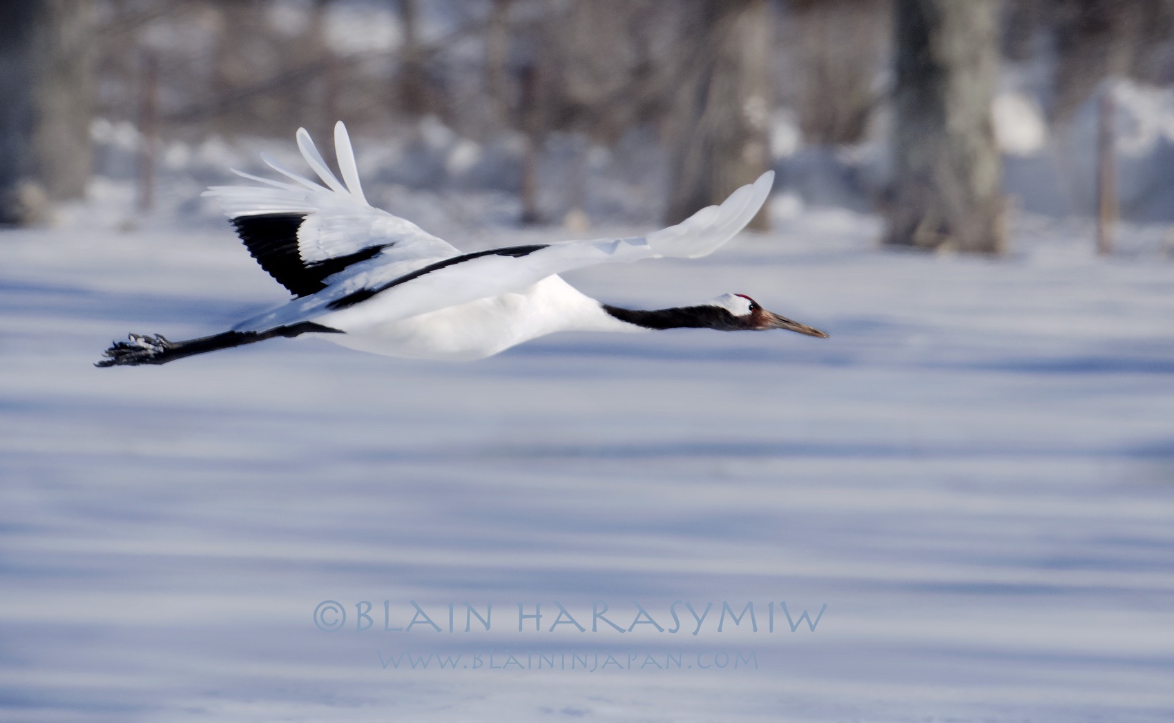 The Endangered Red Crowned Crane - Blain Harasymiw Photography