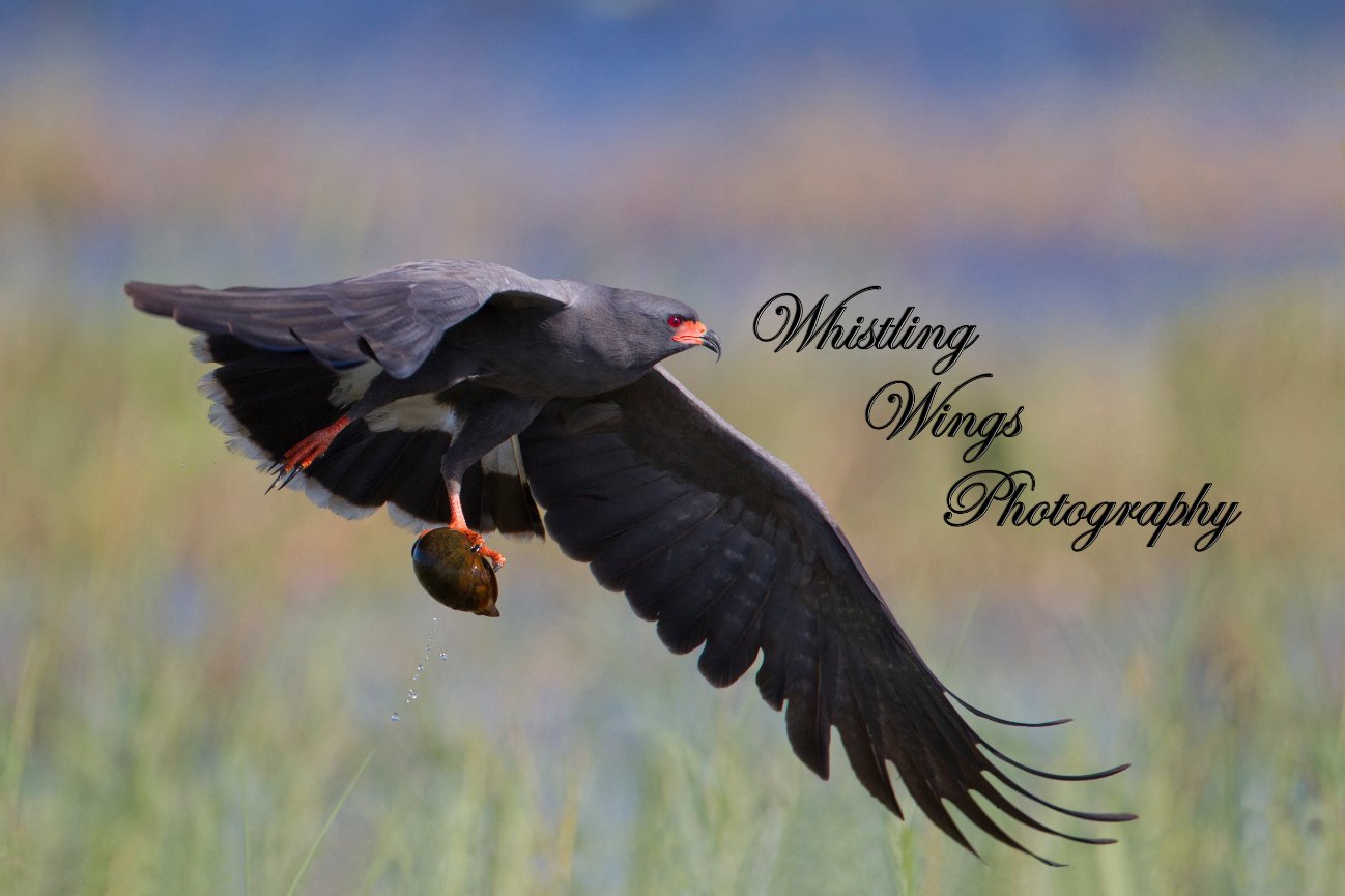 HOME - Whistling Wings Photography
