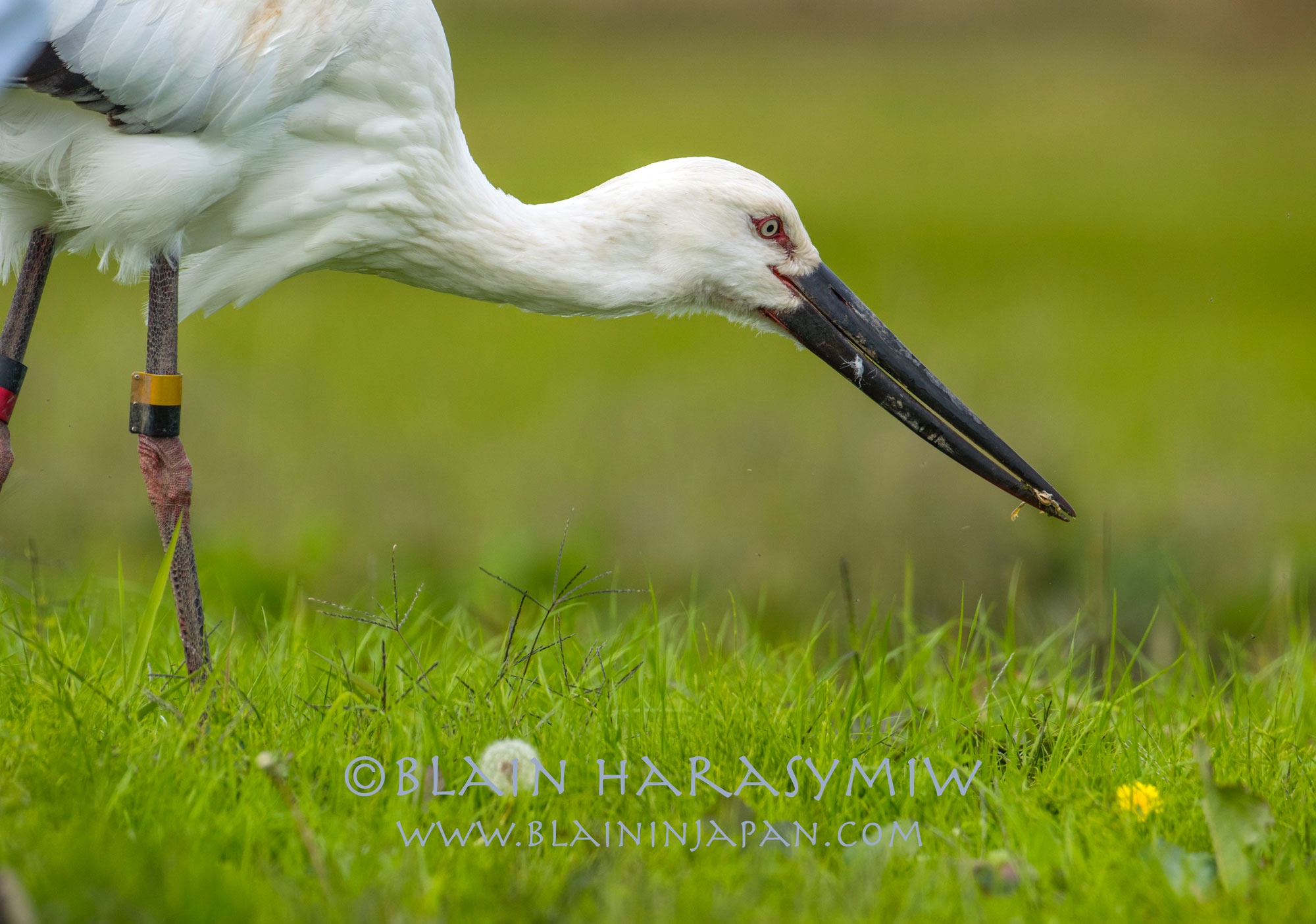 Oriental Stork My Rarest of 2016 - Blain Harasymiw Photography