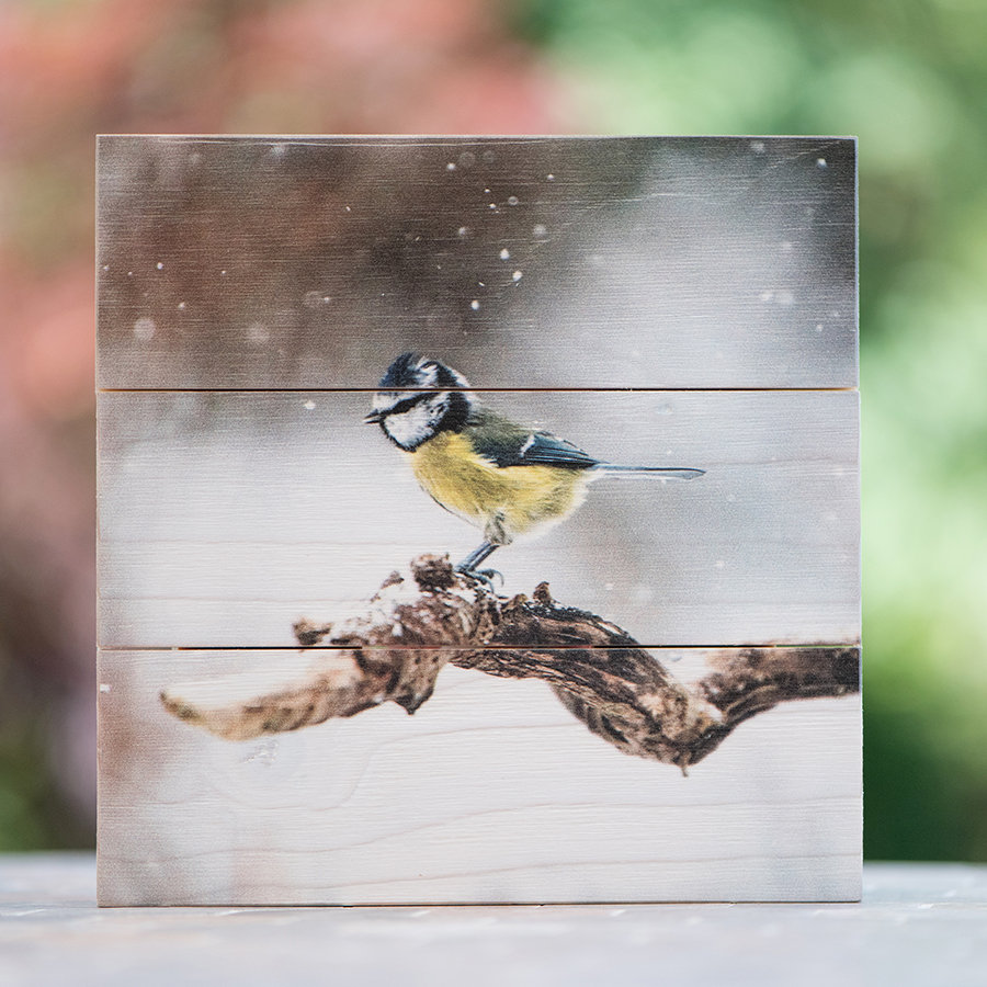 STORE | Susan Phelps Photography | Wokingham