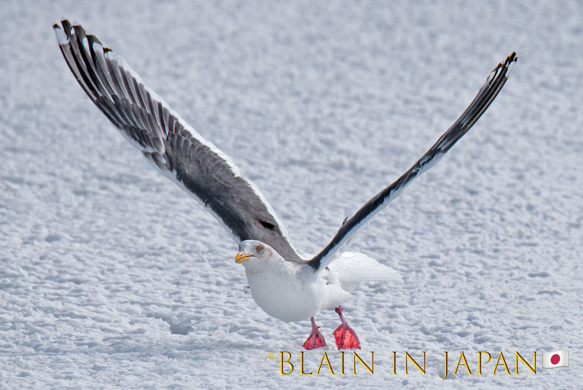Species of Hokkaido - Birding Paradise - JAPAN DREAMSCAPES