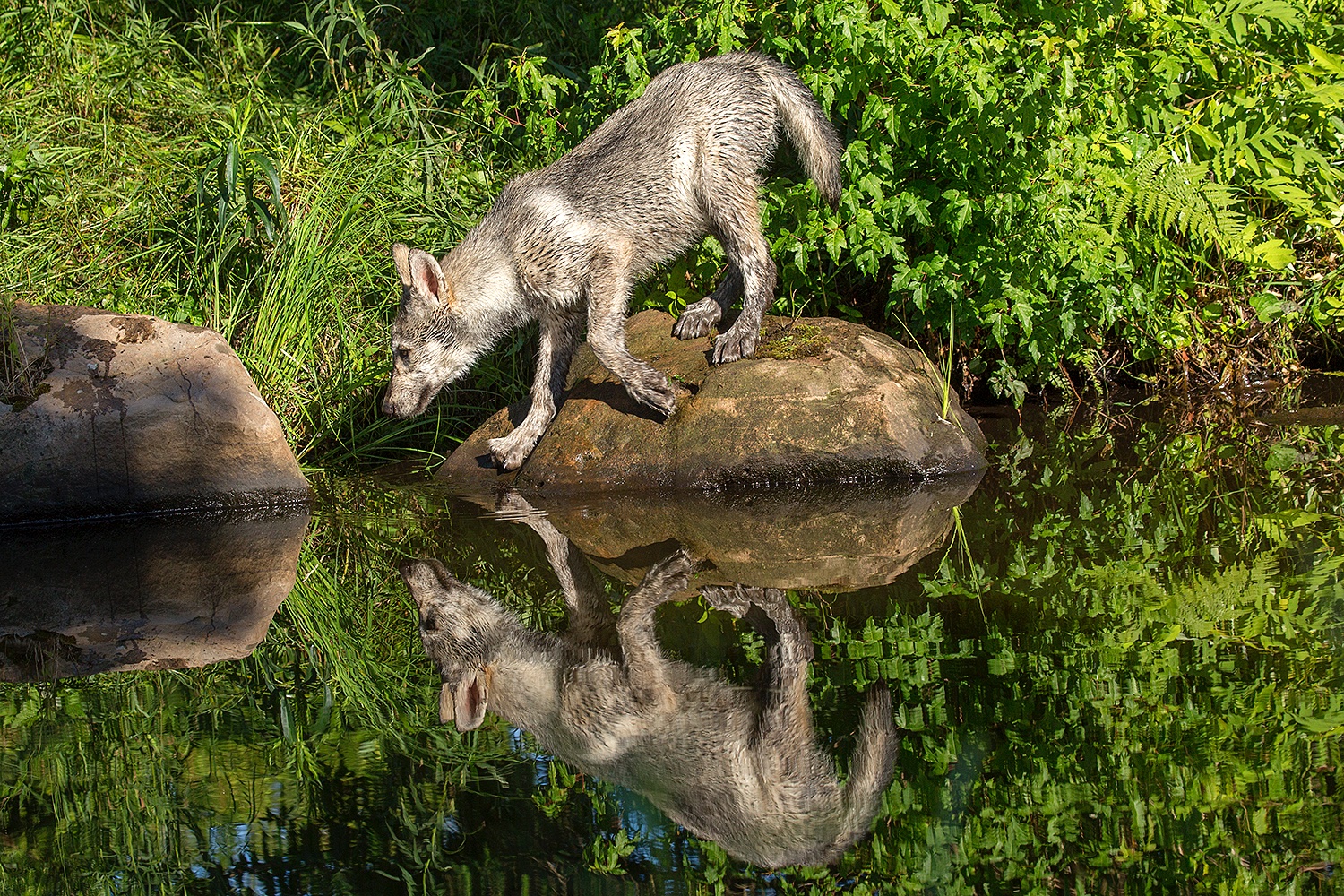 Perfect reflection - Jim Zuckerman photography & photo tours