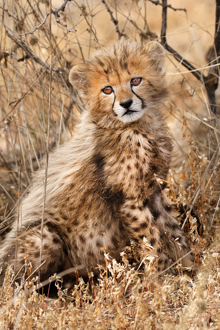 Cheetah cub - Jim Zuckerman photography & photo tours