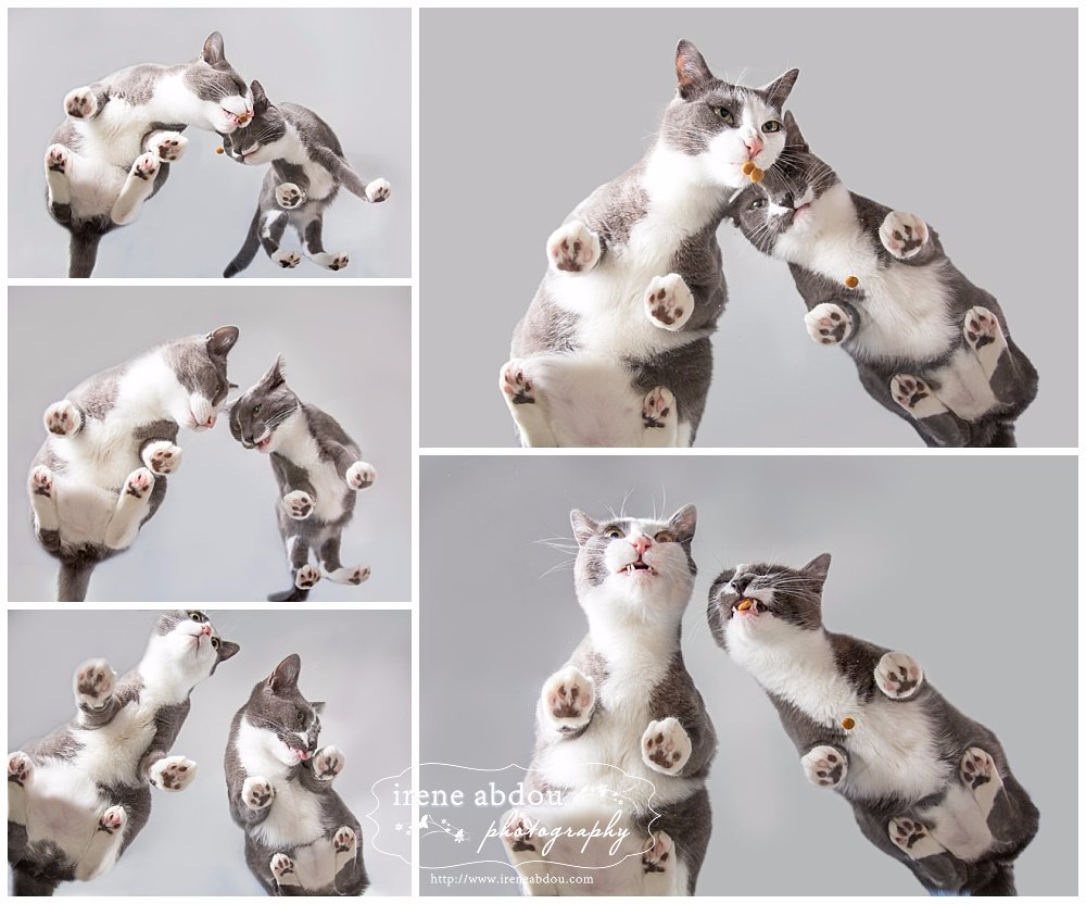 Quirky, Funny Cat Photography