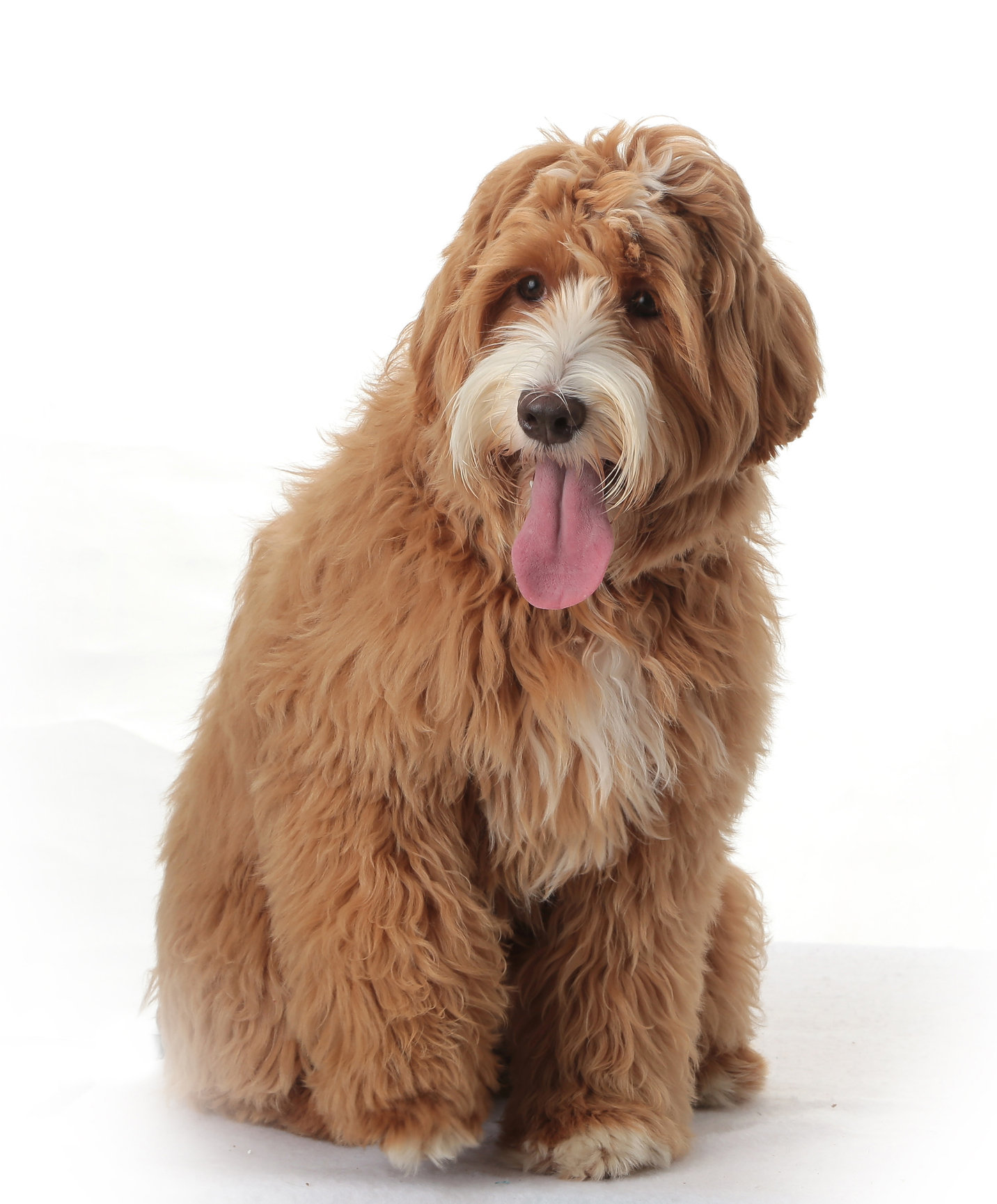 Upcoming Litters | Heritage Manor Labradoodles | Ohio Labradoodle