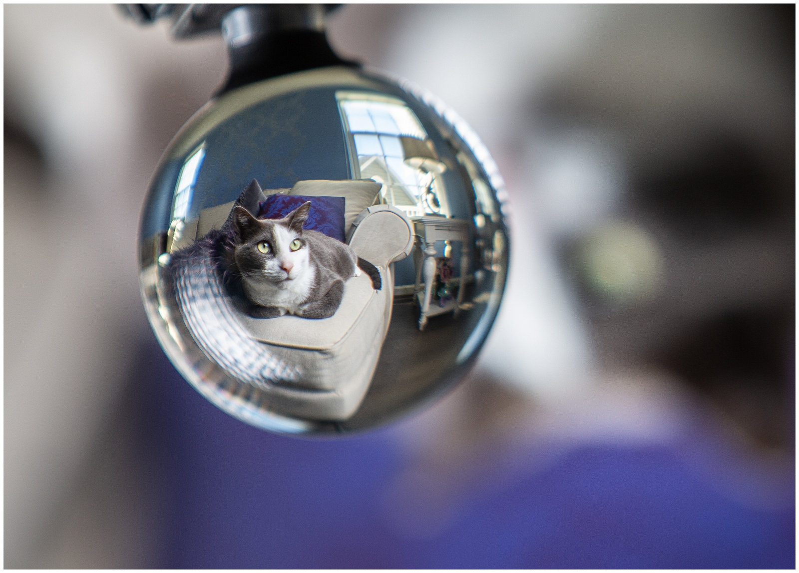 Pet Photography - A Beautiful Bond that Deserves Celebration