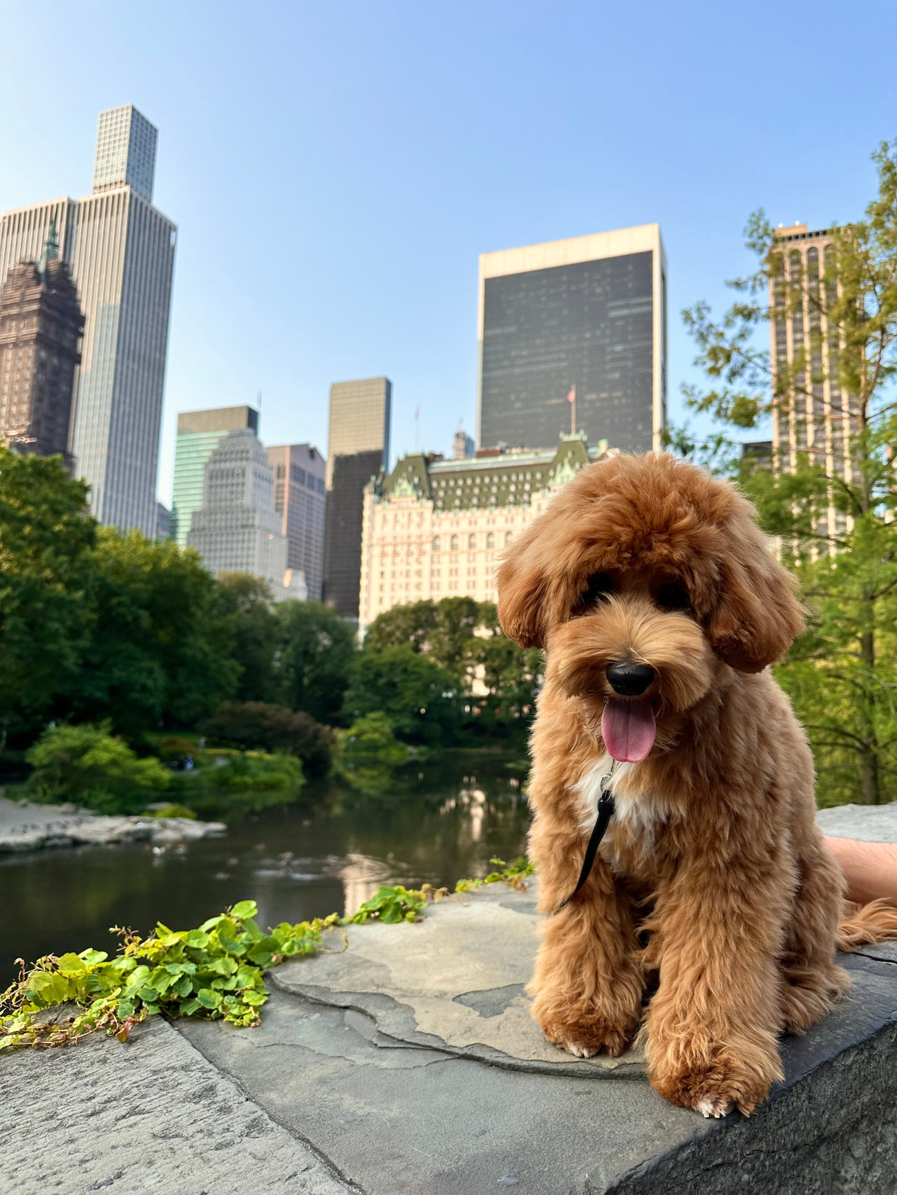 Heritage Manor Labradoodles | About Our Labradoodle Team In Ohio