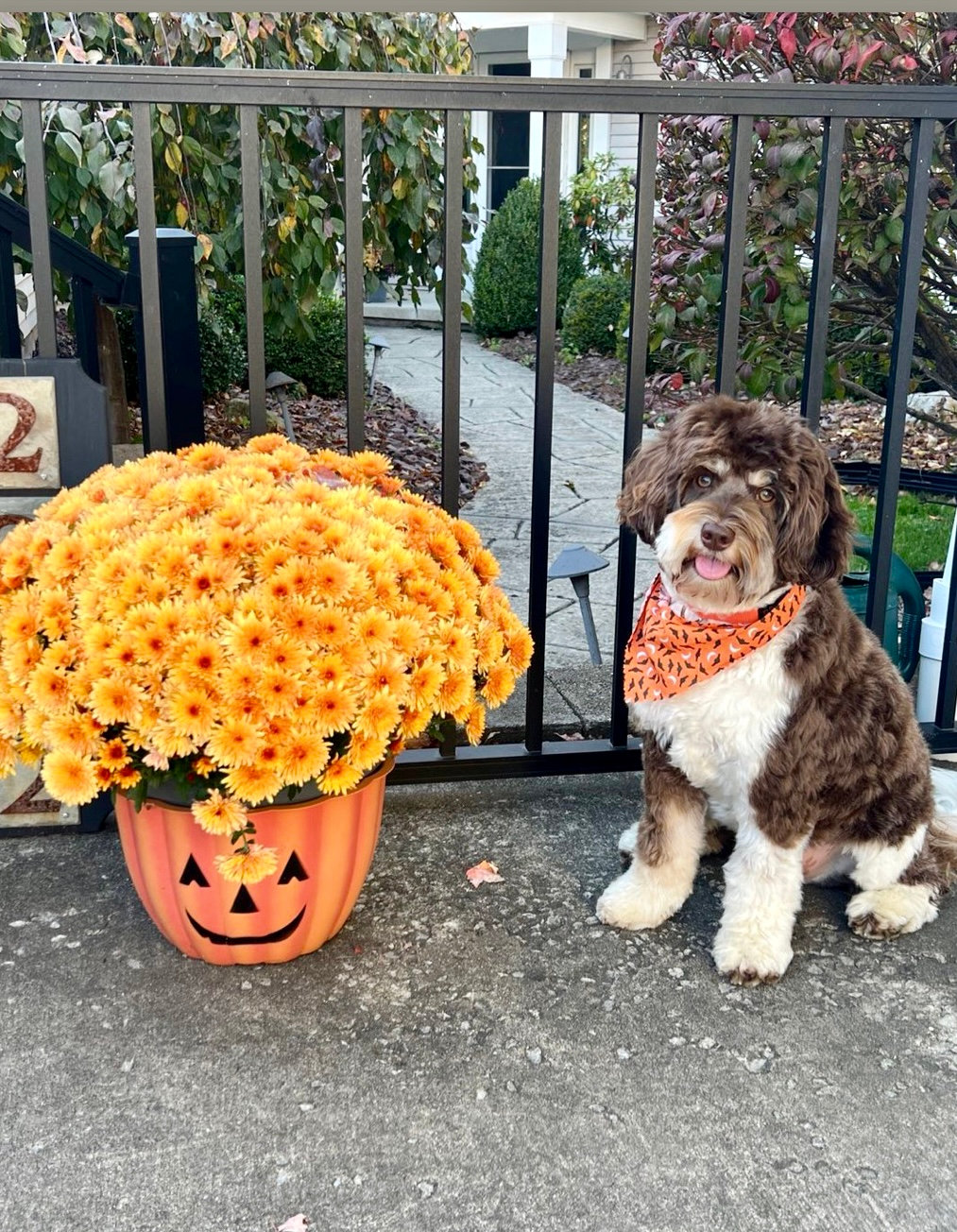 Keep your Dogs Safe this Halloween - Heritage Manor Labradoodles