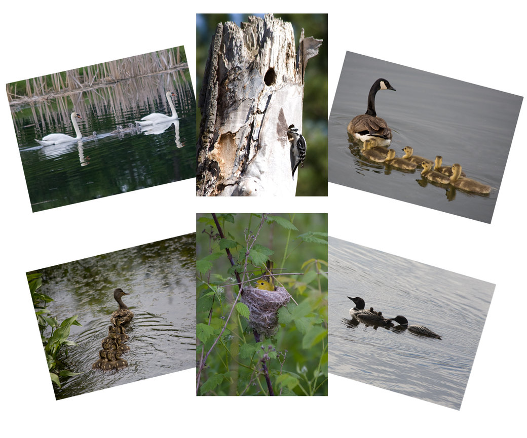 Cards - John M Alexander