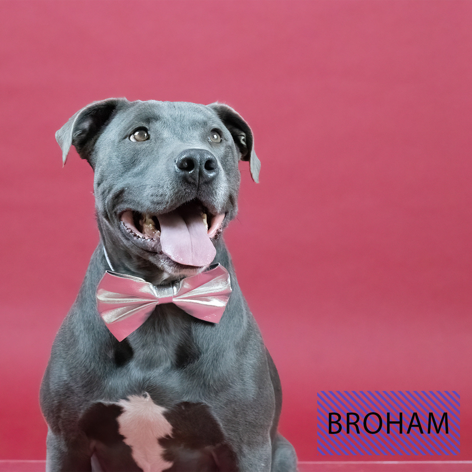 2023 POOCH RESULTS - Heidi Matson Photography