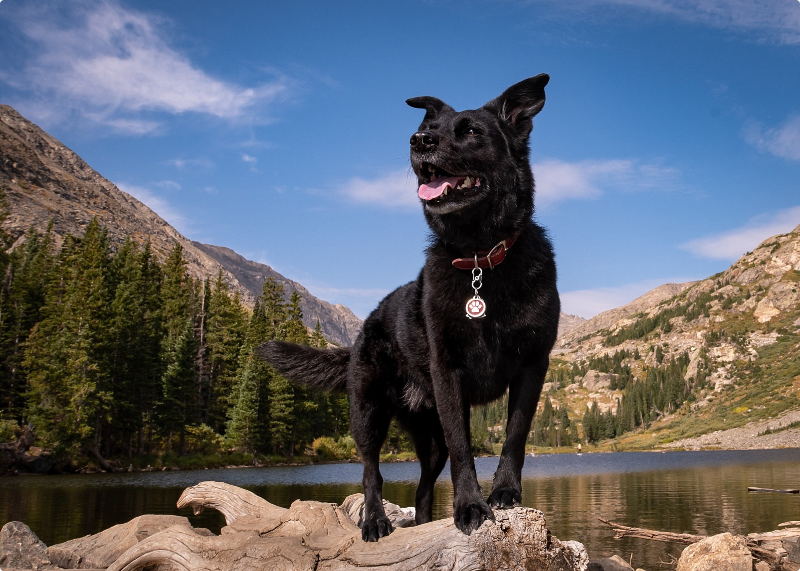 Capturing the Beauty of Black Dogs - Furever Photography