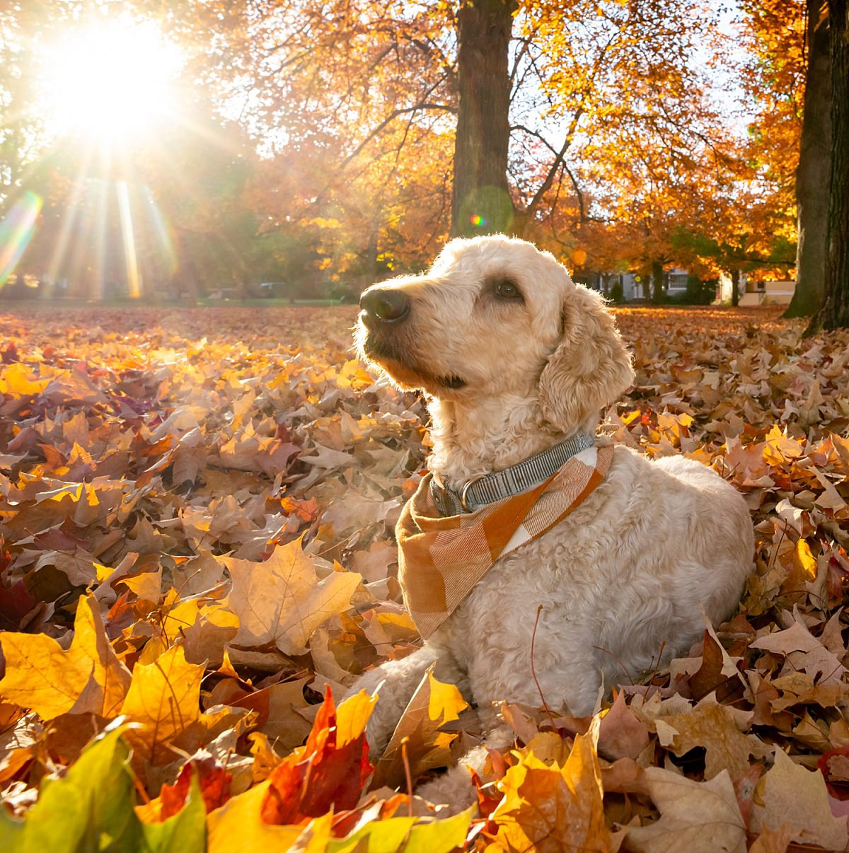 Capturing Precious Moments: Fall Legacy Pet Photo Sessions - Furever ...