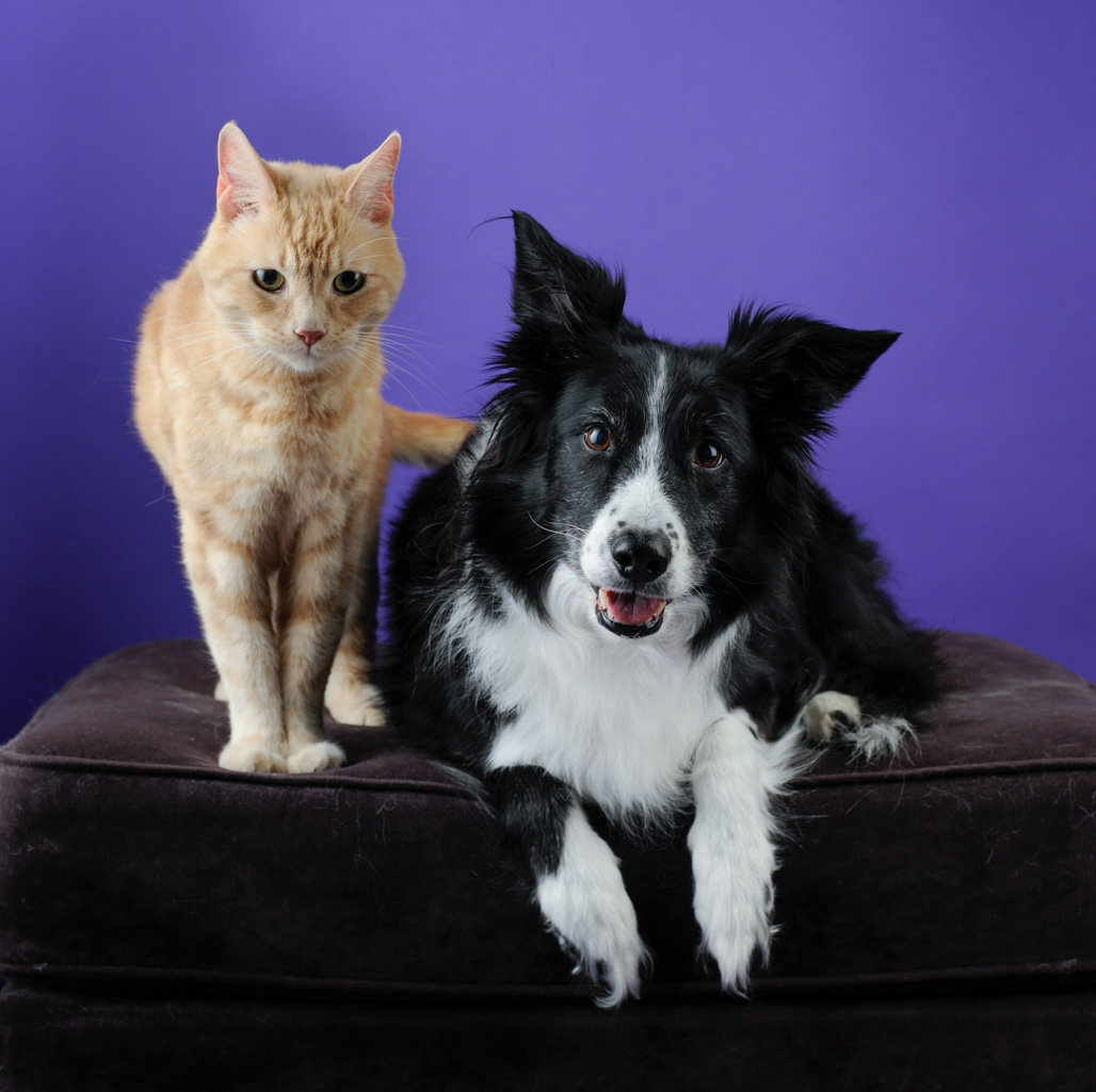 HOME - Posh Pooch Portraits