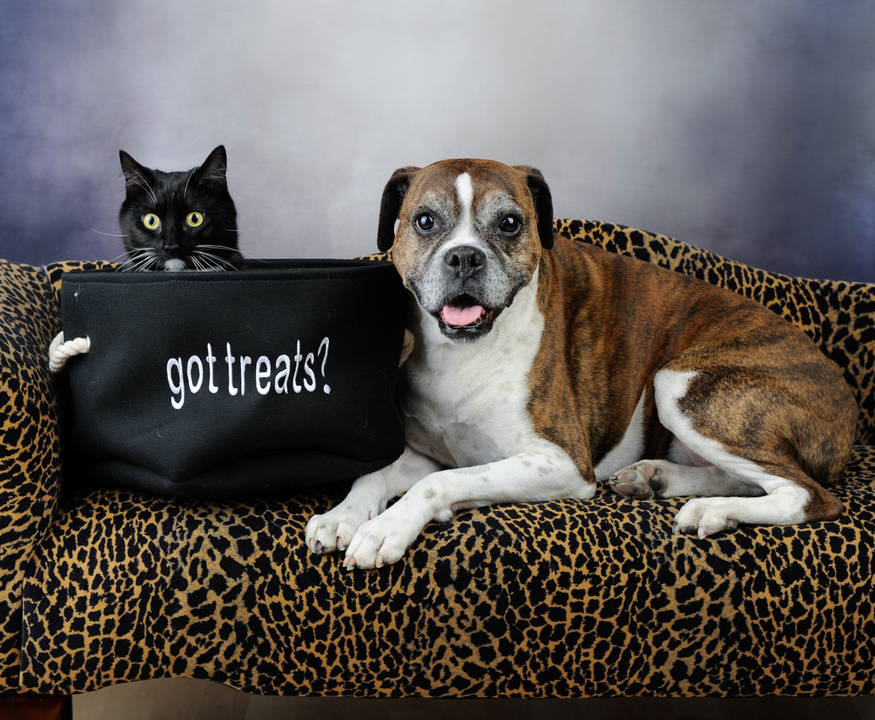 Redmond WA Pet Photography Studio | Posh Pooch Portraits