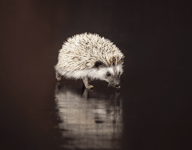The Sweetest Session: A Pup, A Hedgehog, and Their Human