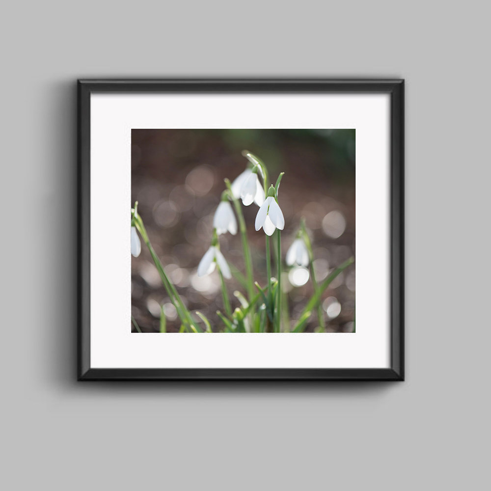 HOME | Susan Phelps Fine Art Flower PHOTOGRAPHY | WOKINGHAM