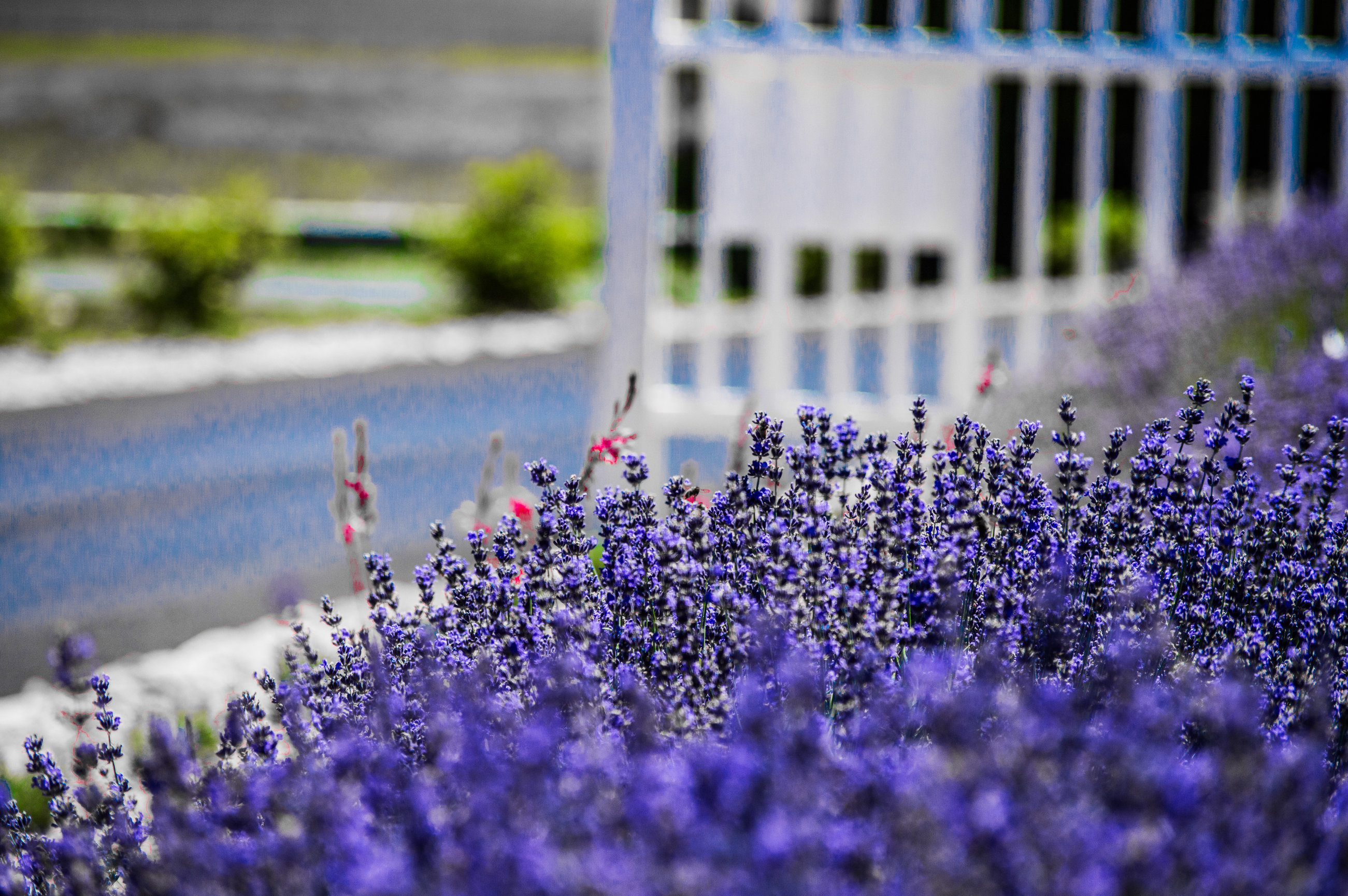 Lavender fields and winery - Timelessly Marshall