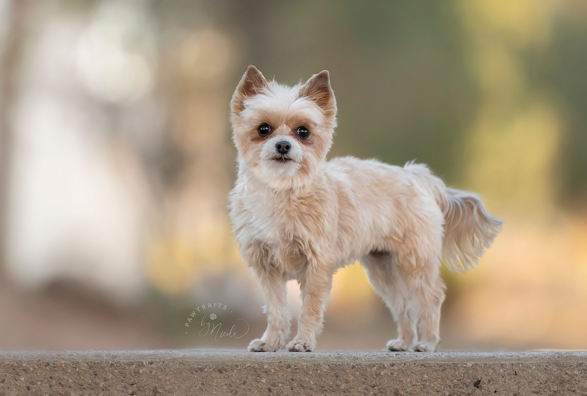 How to Prepare for Your Dog's Portrait Session
