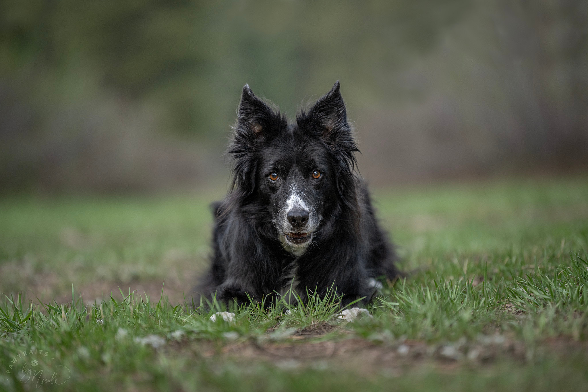 Golden Years; Crafting a Meaningful Bucket List for Your Senior Dog